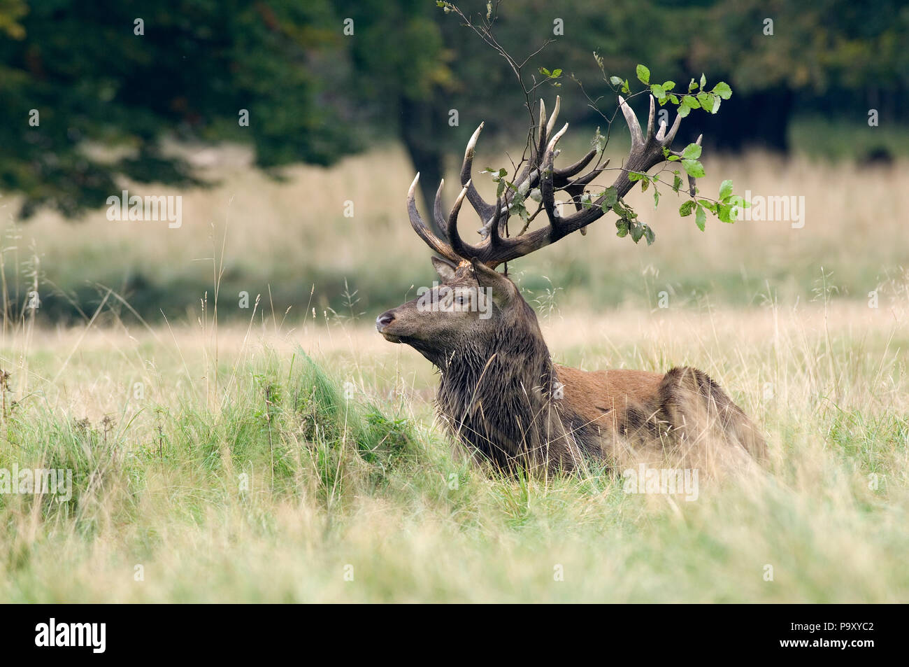 Cerf élaphe - 16 cors - Red Deer - 16 pronger - Cervus elaphus Stock ...