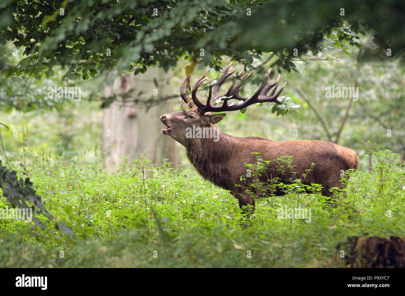 Red Deer - roaring (Cervus elaphus) Cerf élaphe Stock Photo - Alamy