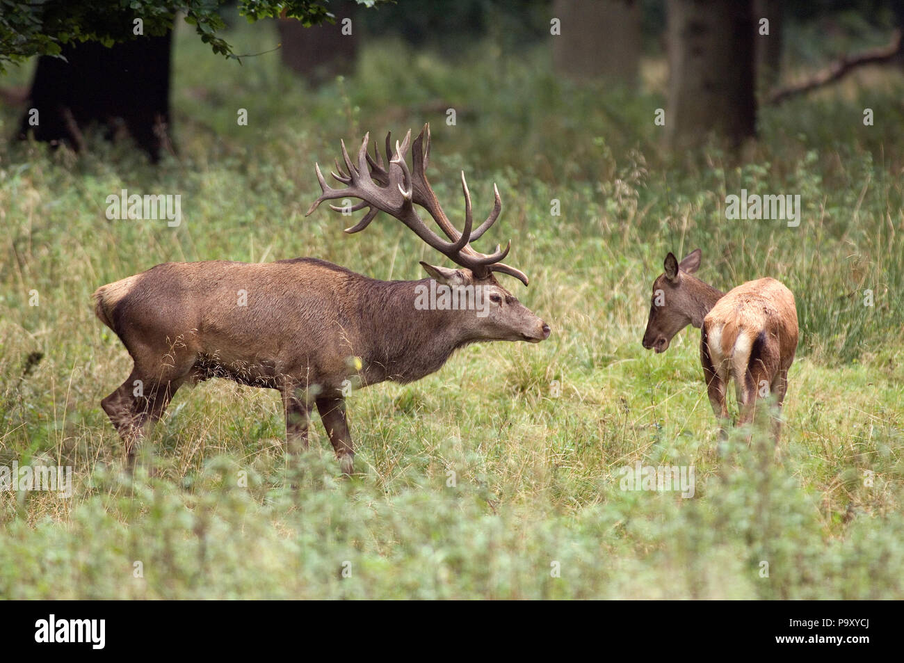 Biche et cerf hi-res stock photography and images - Alamy