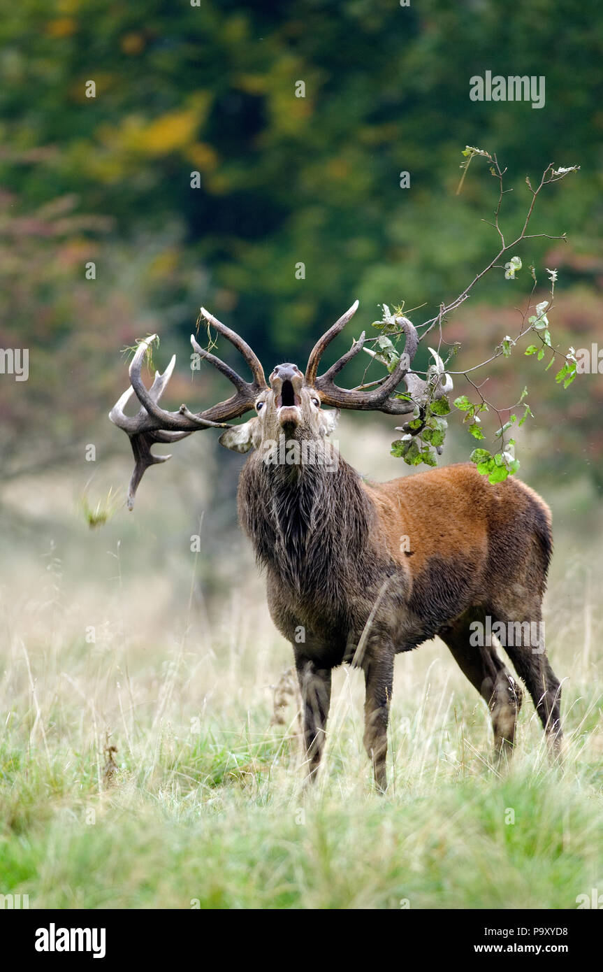 Red Deer - roaring (Cervus elaphus) Cerf élaphe - bramant Stock Photo ...