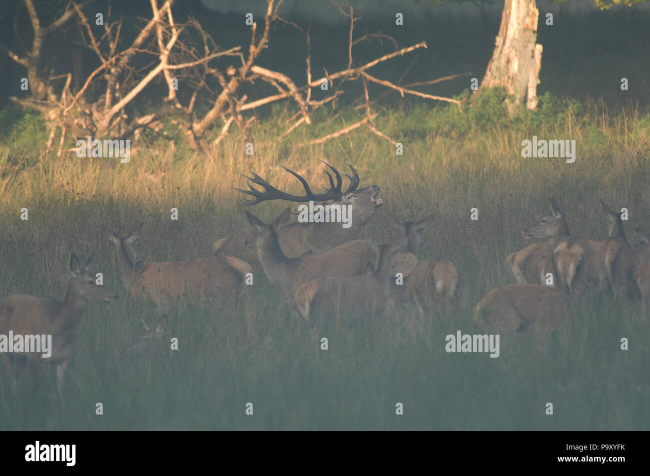 Cerf avec cerf hi-res stock photography and images - Alamy