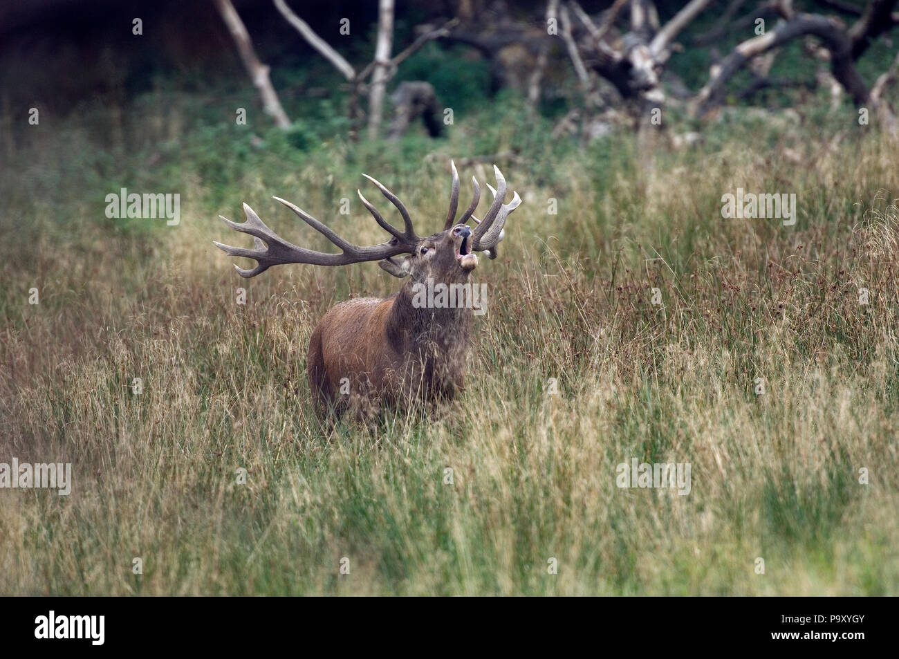 Cerf élaphe - brâme - Red Deer - troat - Cervus elaphus Stock Photo - Alamy