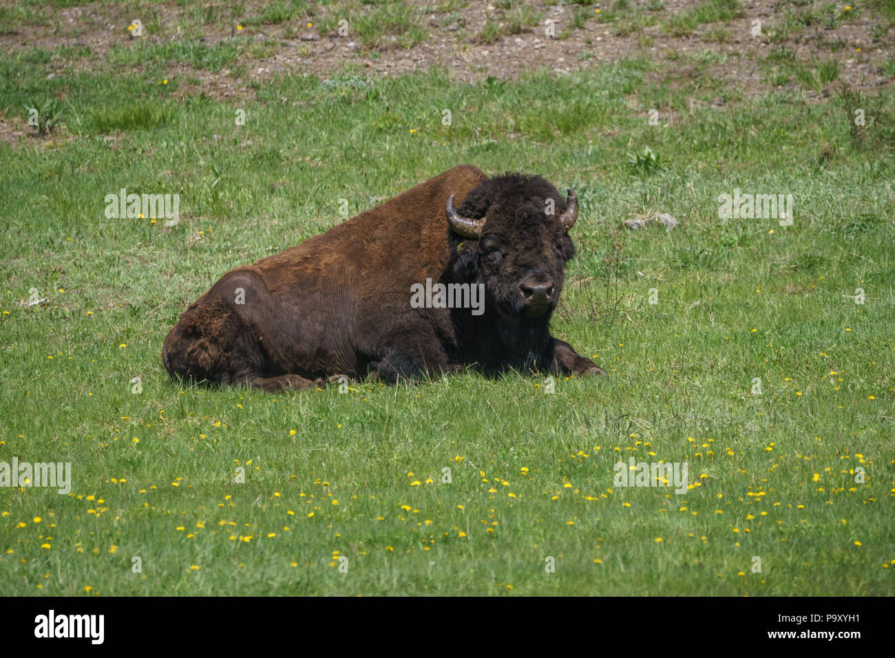 Buffalo inside of Yellowstone National Park, Wyoming Stock Photo - Alamy