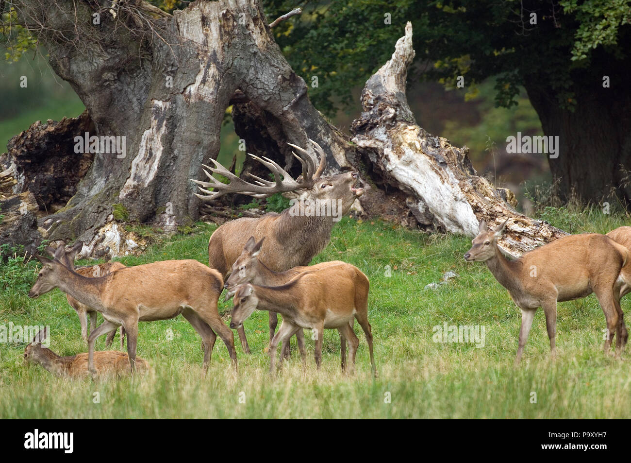 Cerf avec cerf hi-res stock photography and images - Alamy