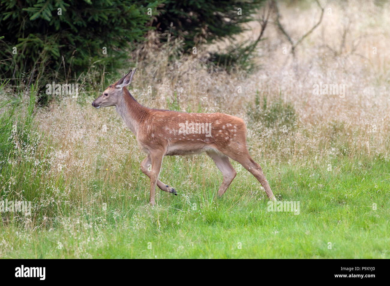 Red deer fawn hi-res stock photography and images - Alamy