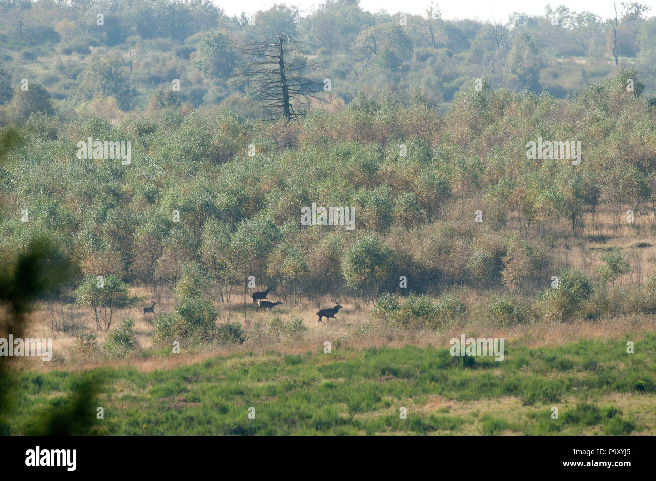 Cerf élaphe - Red Deer - Cervus elaphus Stock Photo - Alamy