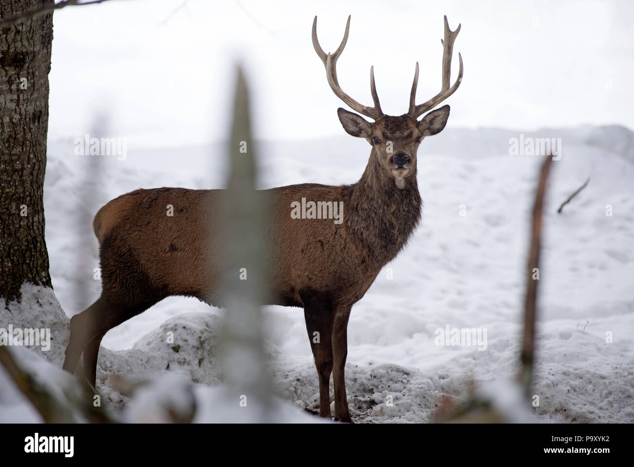 Red deer france hi-res stock photography and images - Alamy