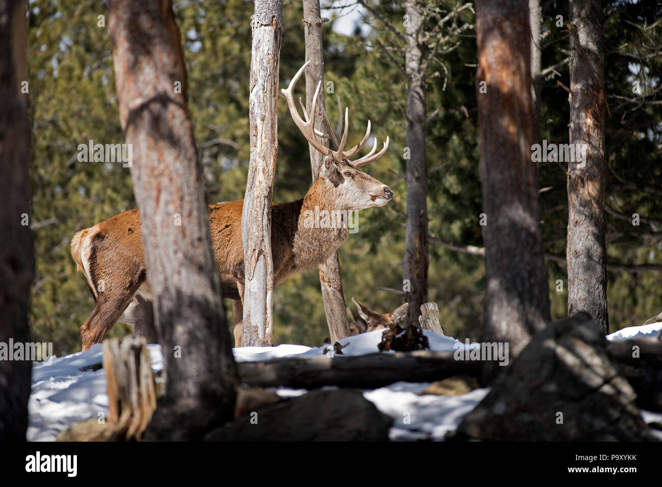 Deer of france hi-res stock photography and images - Alamy