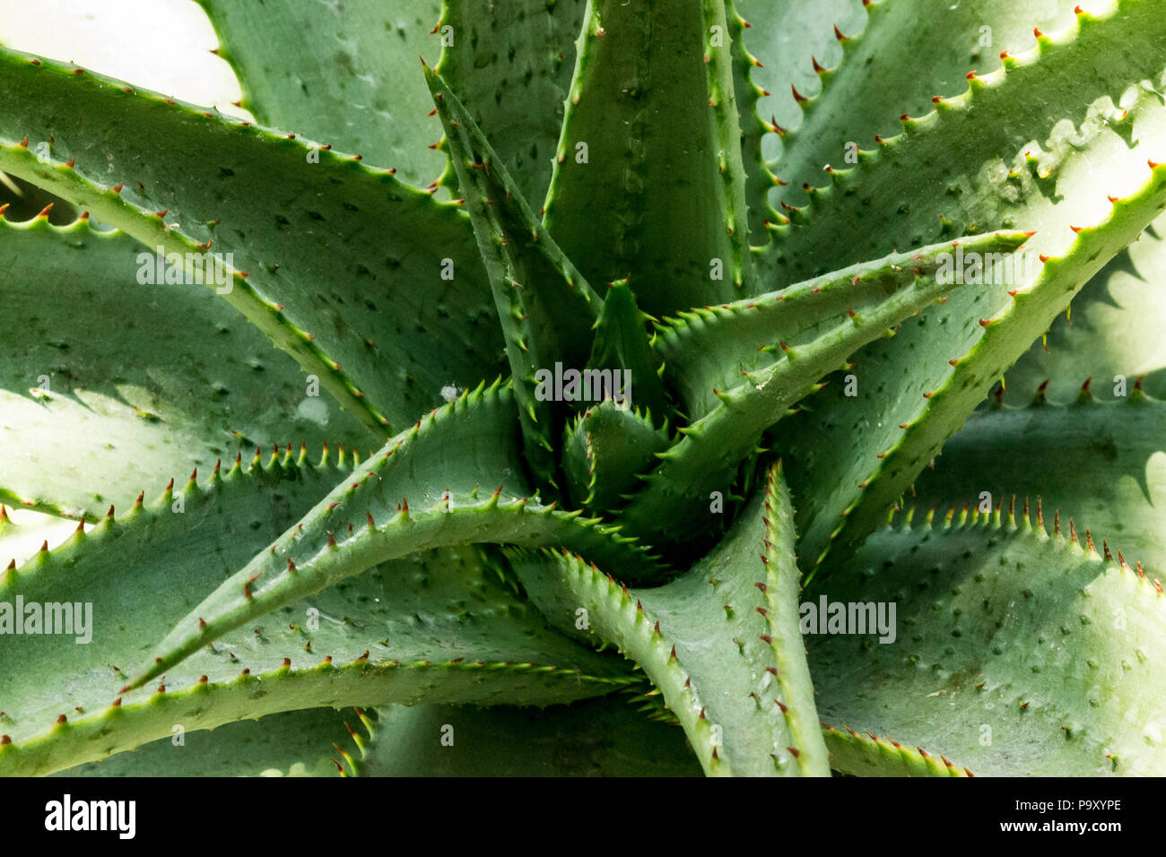 Beautiful color pattern hi-res stock photography and images - Alamy