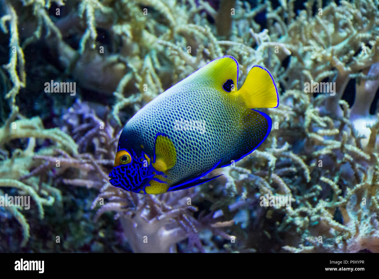 Yellow mask angelfish hi-res stock photography and images - Alamy