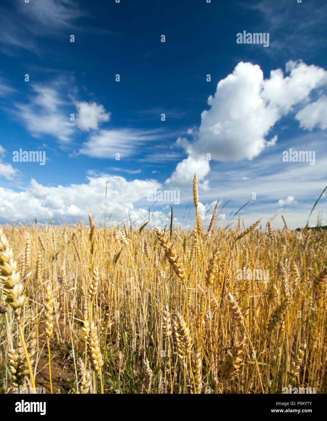 field with wheat ripe by the end of summer and harvest, close-up ...