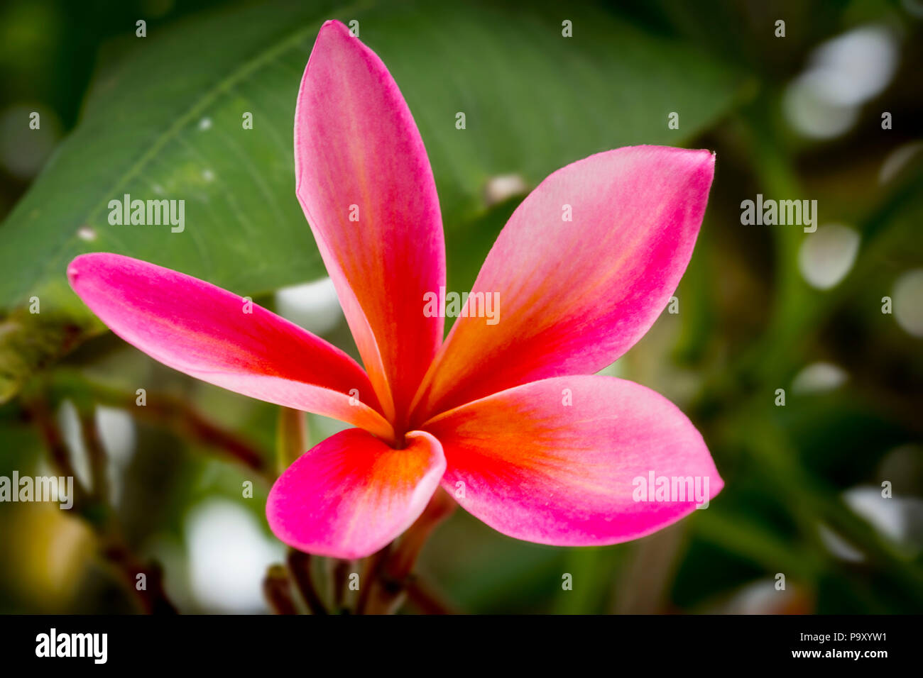 Pink And Orange Plumeria