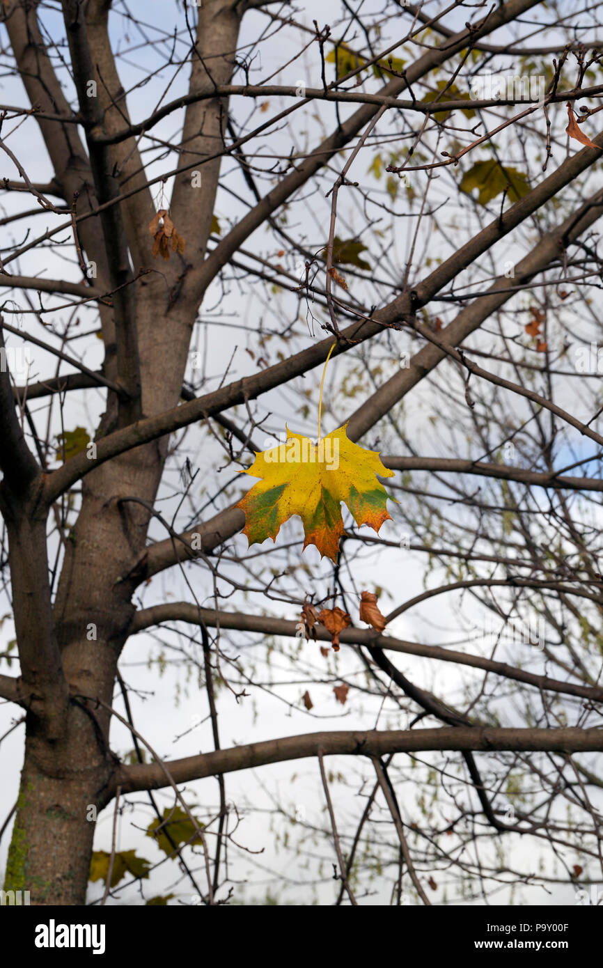 The last foliage on the maple trees in late autumn, cold days in the ...