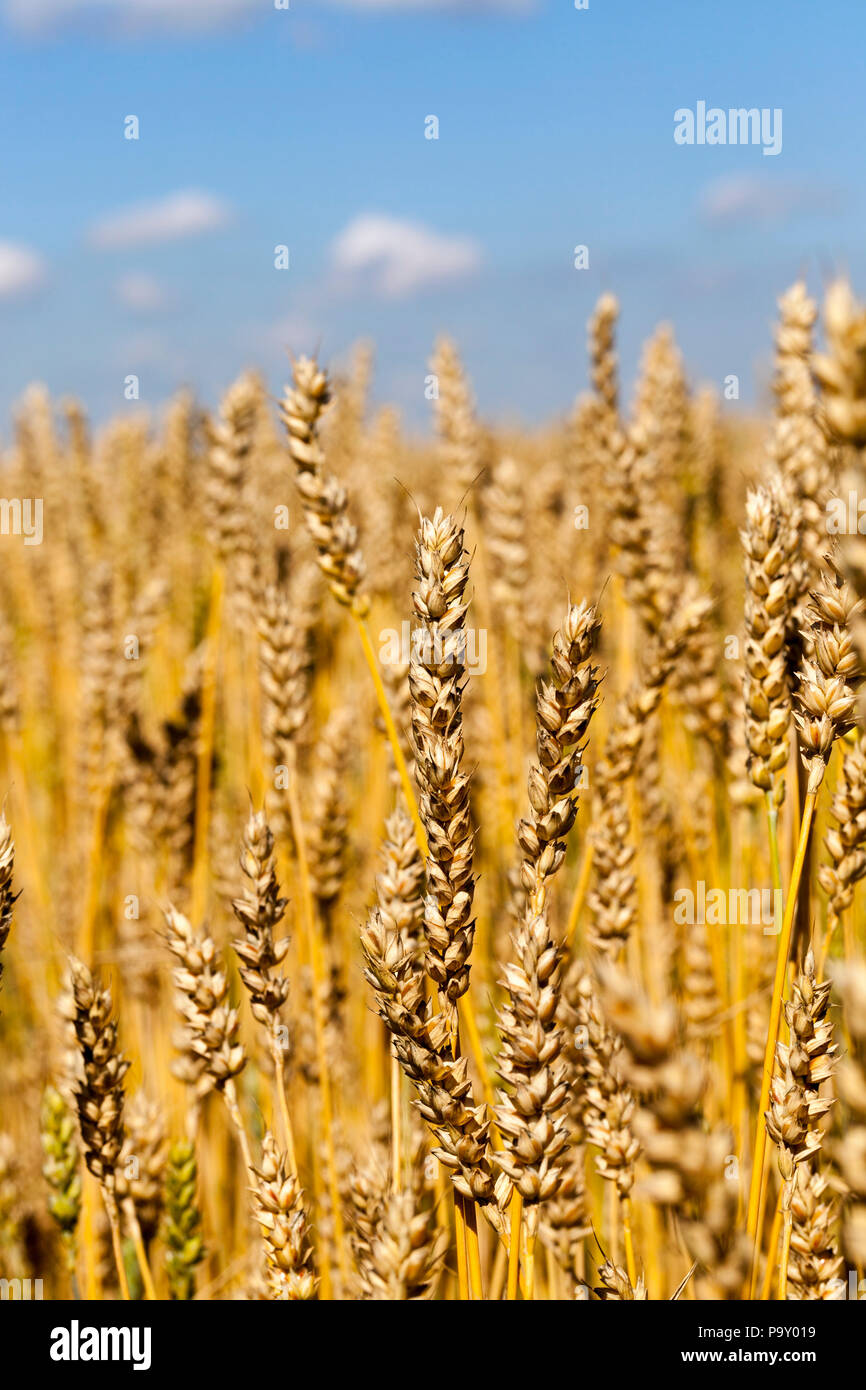 ripe large grain in wheat ears ready for harvest, but before harvest ...