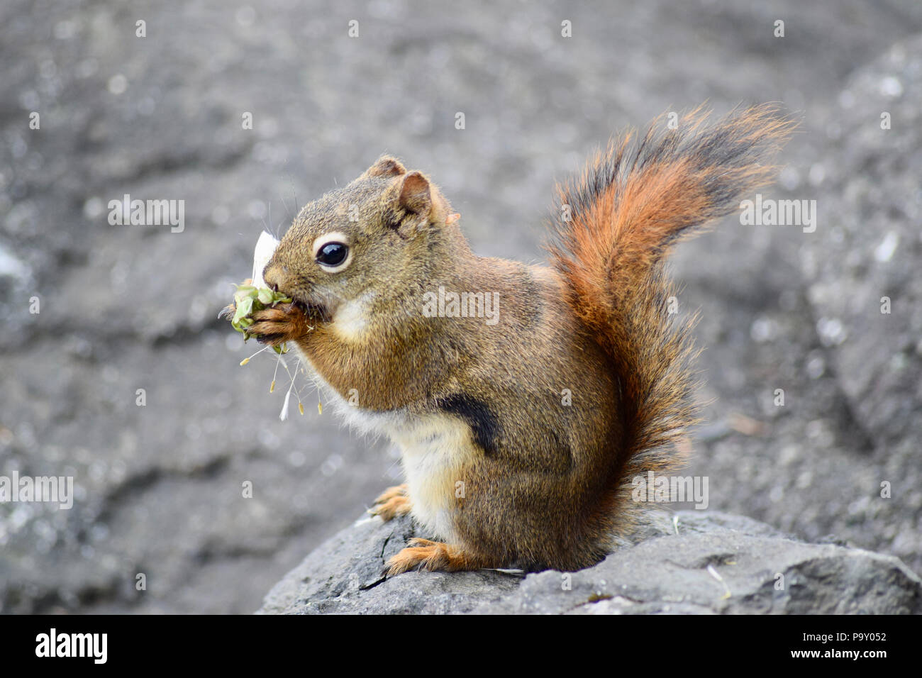 Alaska red squirrel hi-res stock photography and images - Alamy