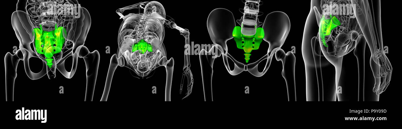 3d rendering illustration of sacrum bone Stock Photo - Alamy