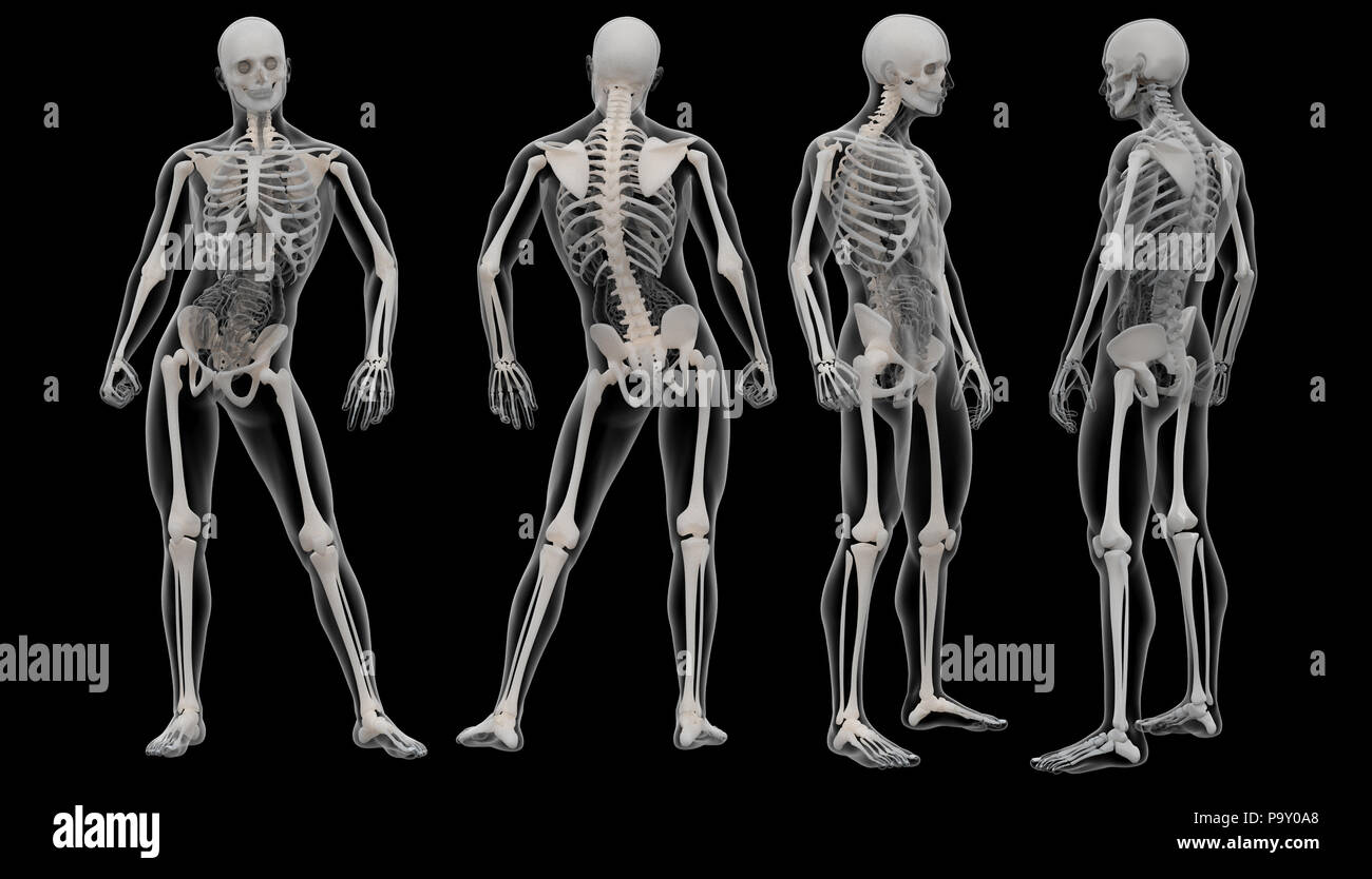 3d x rays anatomy hi-res stock photography and images - Alamy