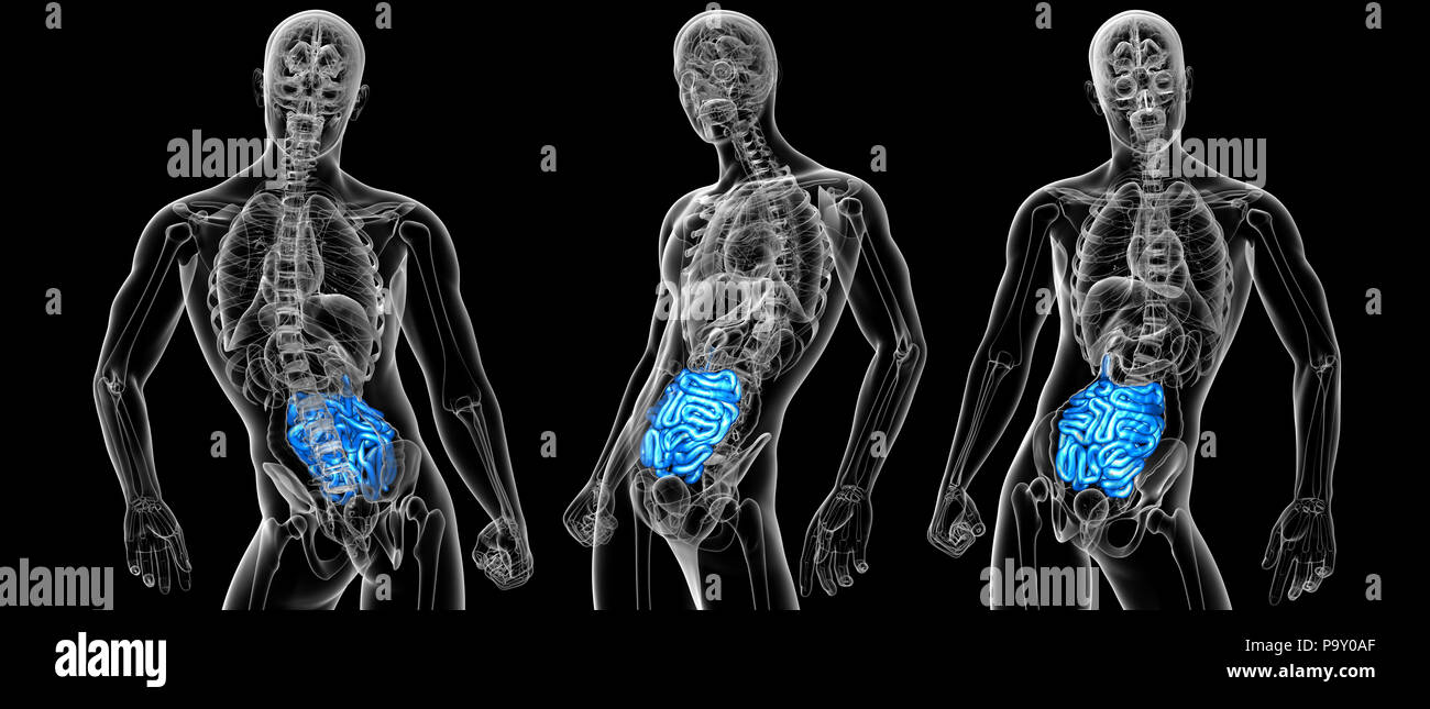 3d rendering Human digestive system small intestine Stock Photo - Alamy