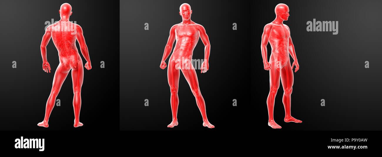 3d rendering human of anatomy Stock Photo - Alamy
