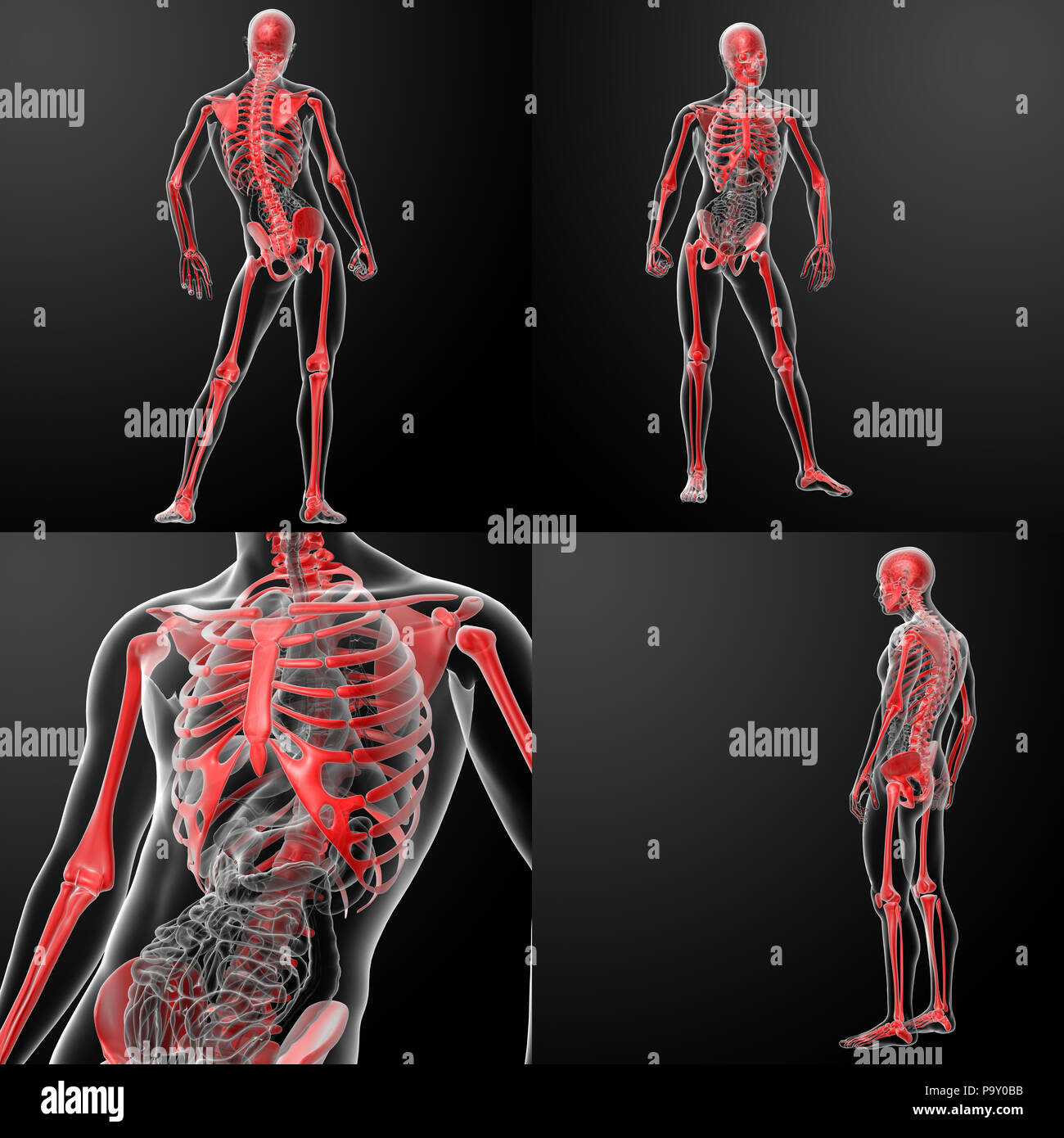 Human skeleton anatomy in rendering hi-res stock photography and images ...