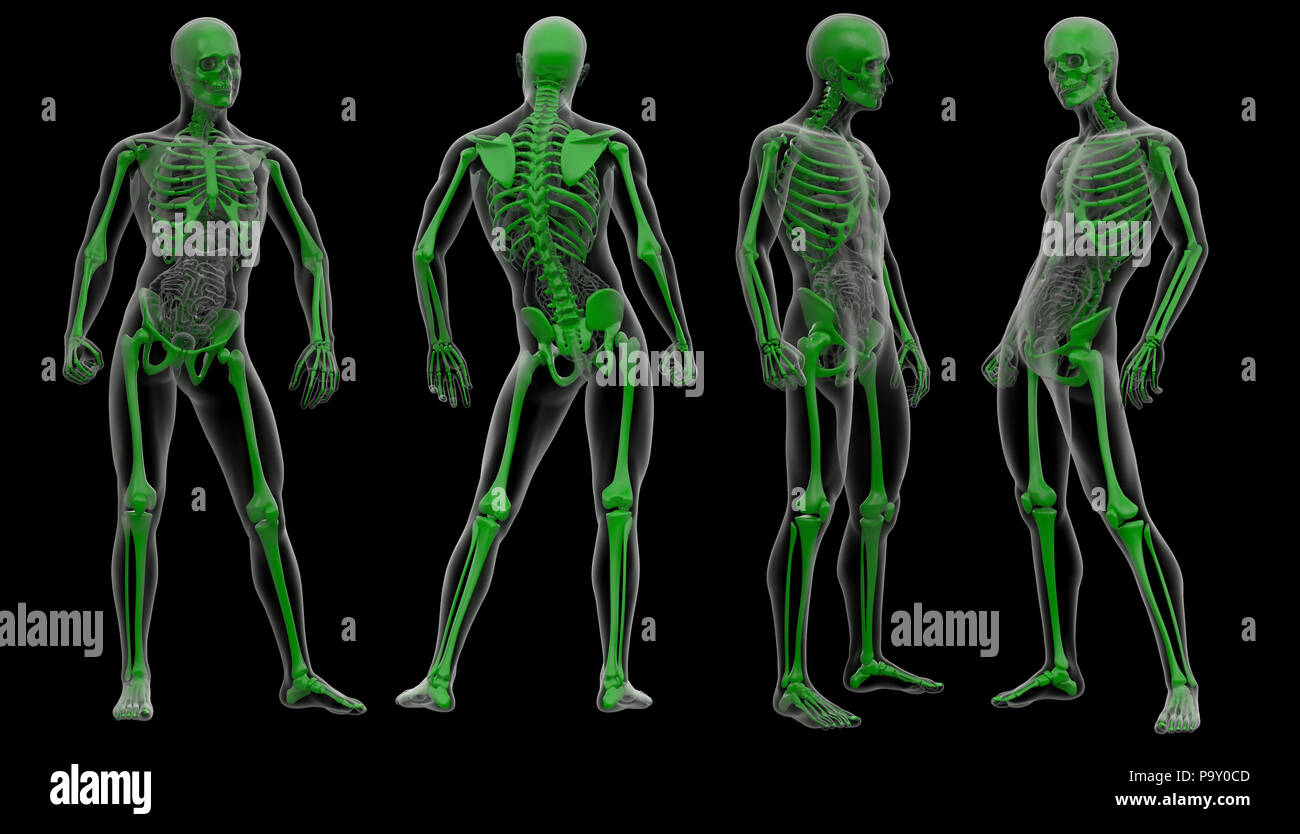 3d rendering skeleton by X-rays Stock Photo - Alamy