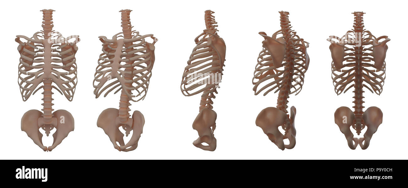 Thoracic spine posterior view back hi-res stock photography and images ...