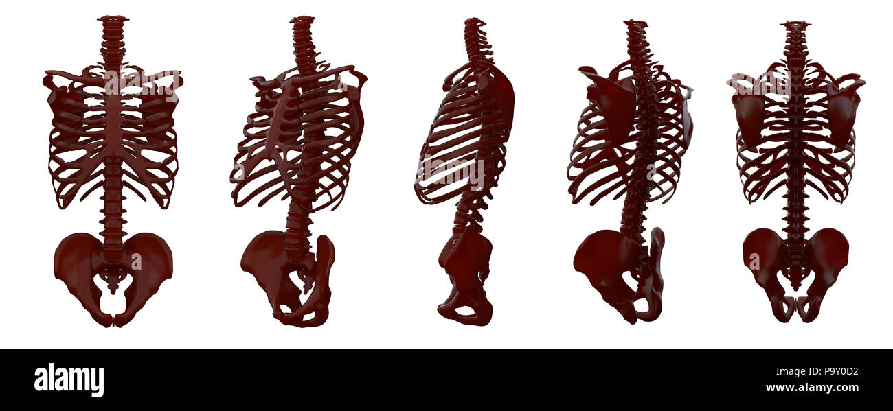 3d rendering human shoulder Cut Out Stock Images & Pictures - Alamy