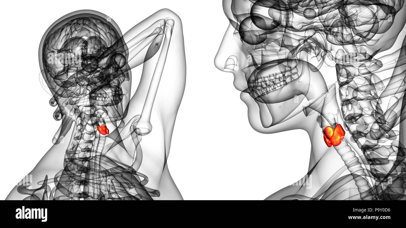 Endocrine system 3d hi-res stock photography and images - Alamy