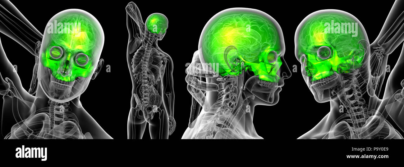 3d rendering medical illustration of the upper skull Stock Photo - Alamy