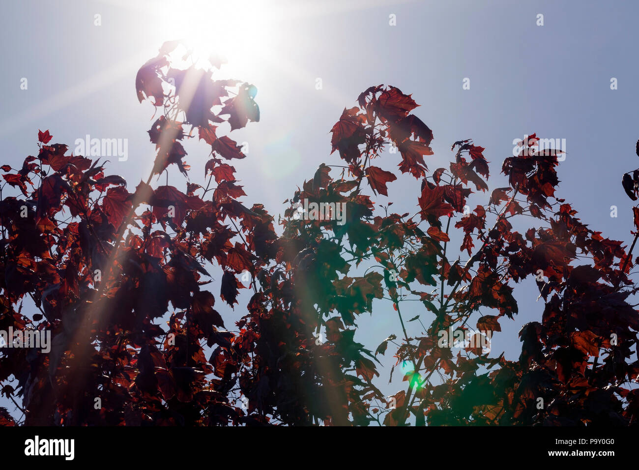 The red maple foliage illuminated by sunlight from the top in the ...