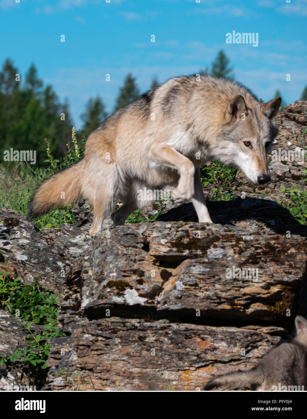 Gray Wolf on a Ledge Stock Photo - Alamy