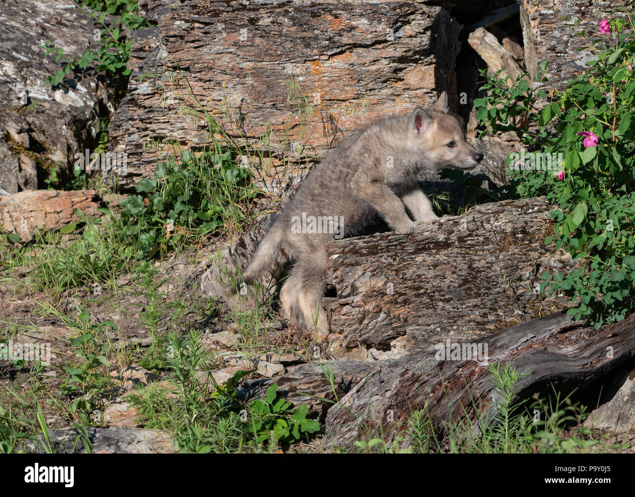 Baby gray wolf hi-res stock photography and images - Alamy