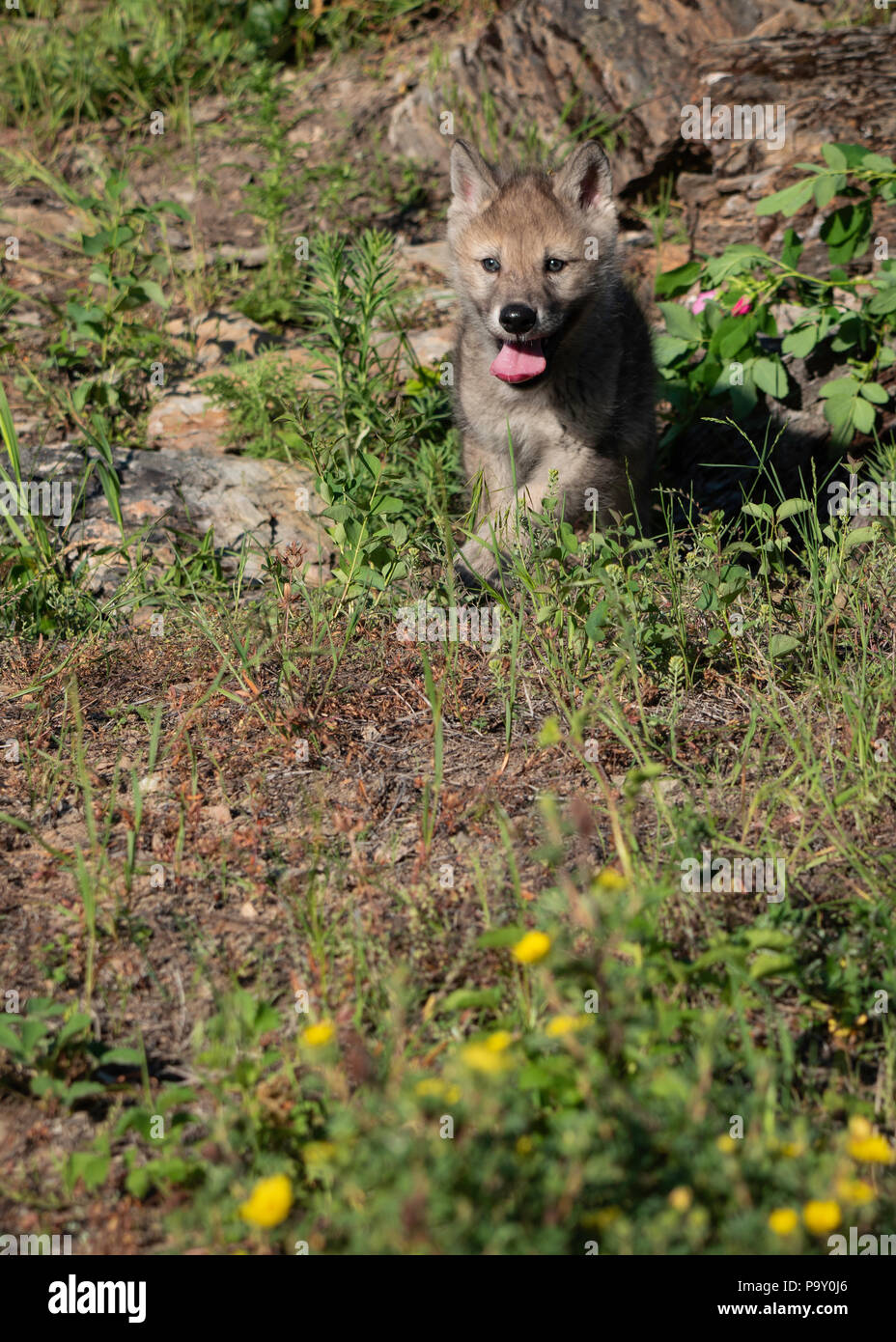 Playful Wolf Pup Stock Photo - Alamy
