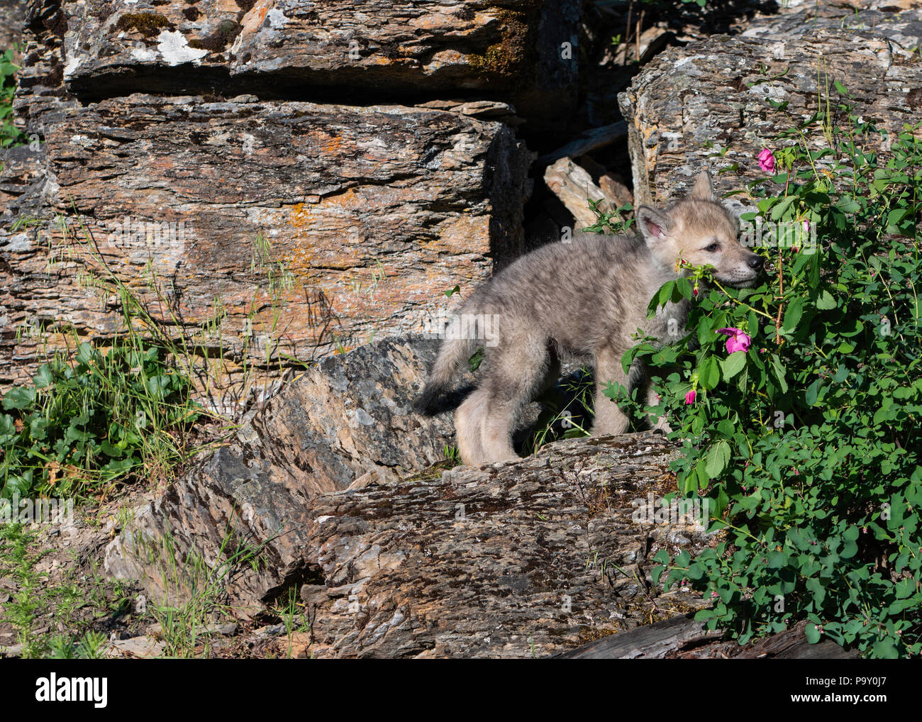 The smell of flowers hi-res stock photography and images - Alamy