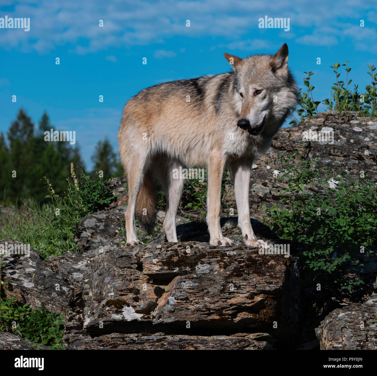 Majestic Gray Wolf Stock Photo - Alamy