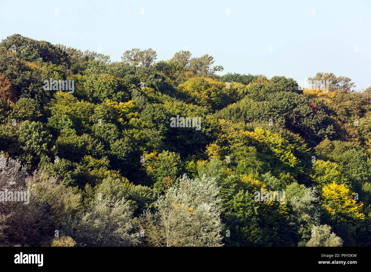mixed forest with deciduous and coniferous trees, autumn landscape ...