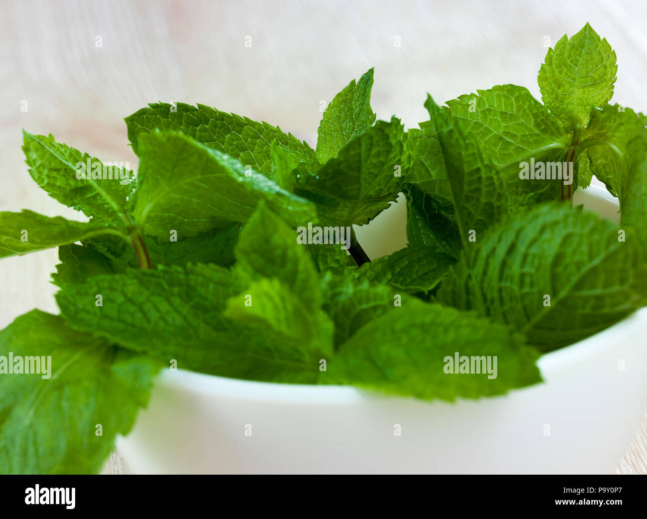 green aromatic mint in a white deep plate, photo closeup of a plant ...