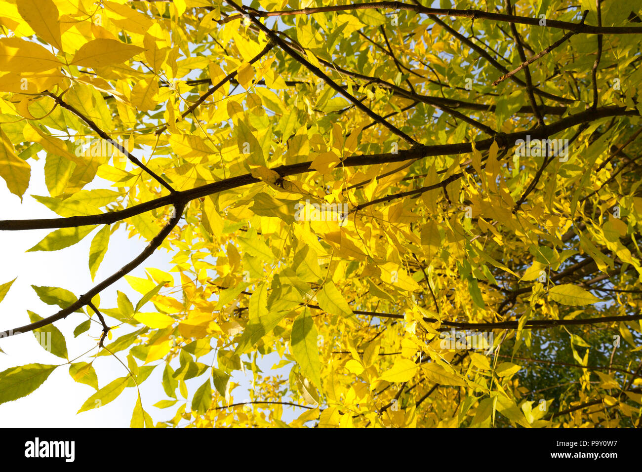 autumn foliage on a tree ash before a real leaf fall, photo close up in ...