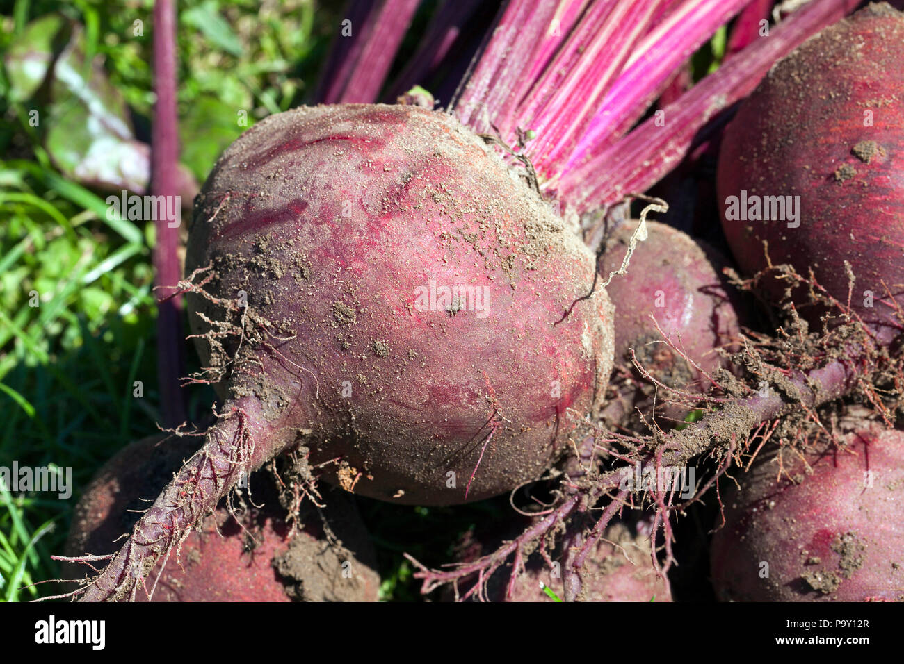 red beet used for cooking traditional , autumn season during harvesting ...