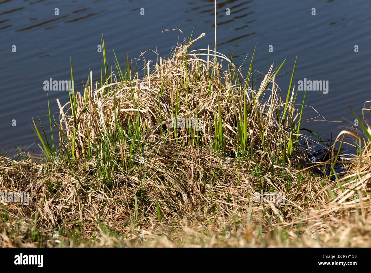 Old dry grass hi-res stock photography and images - Alamy