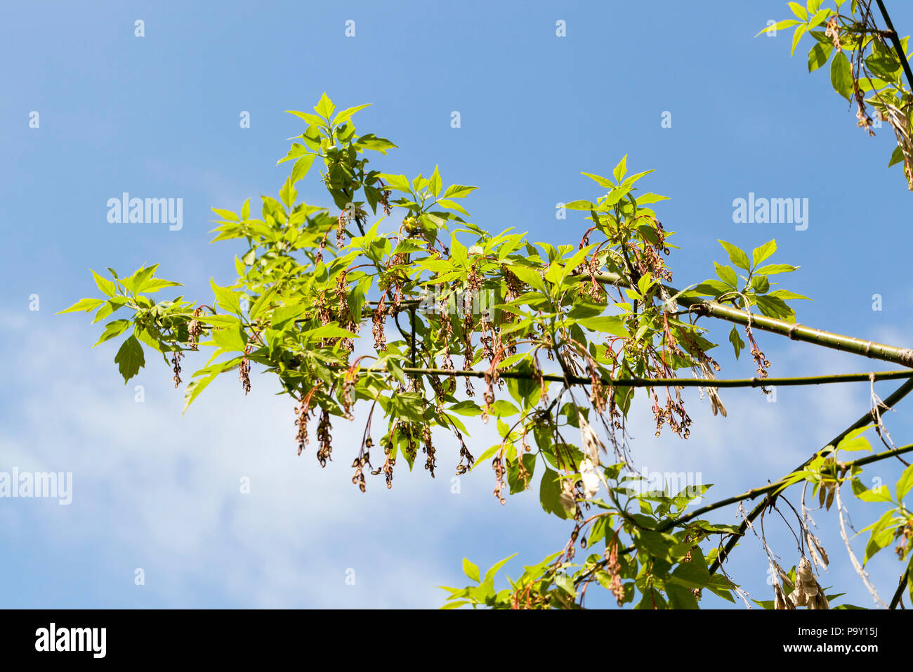 flowering ash trees in the spring season in the city park, closeup in ...