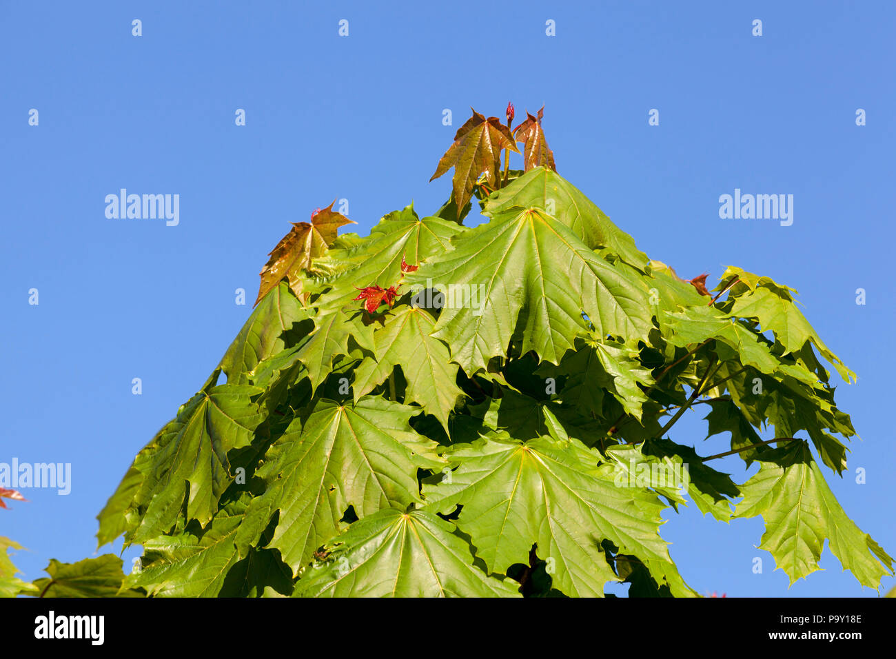 the top of a young maple tree on which begin to grow red leaves ...