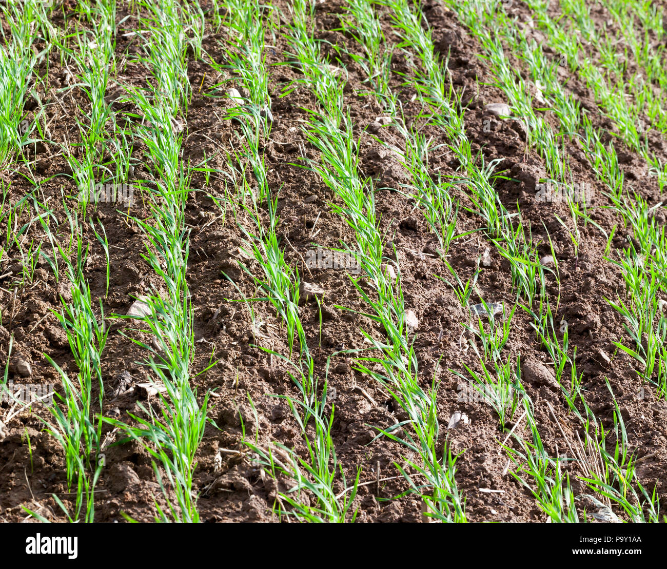 Open soil hi-res stock photography and images - Alamy