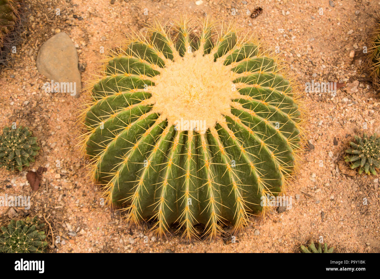 Smooth cactus hi-res stock photography and images - Alamy