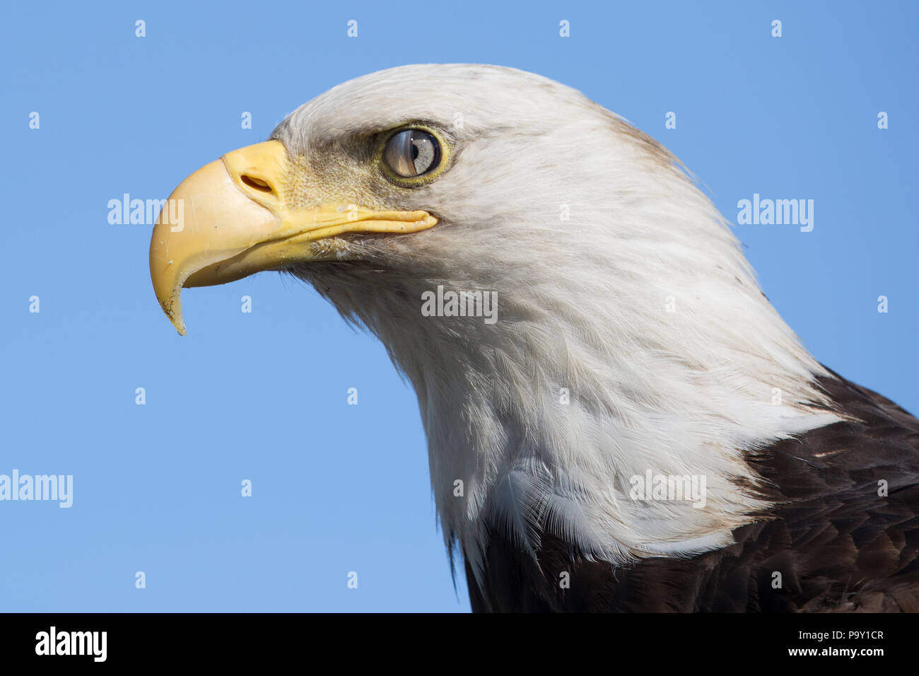 Alaskan bald eagle hi-res stock photography and images - Alamy