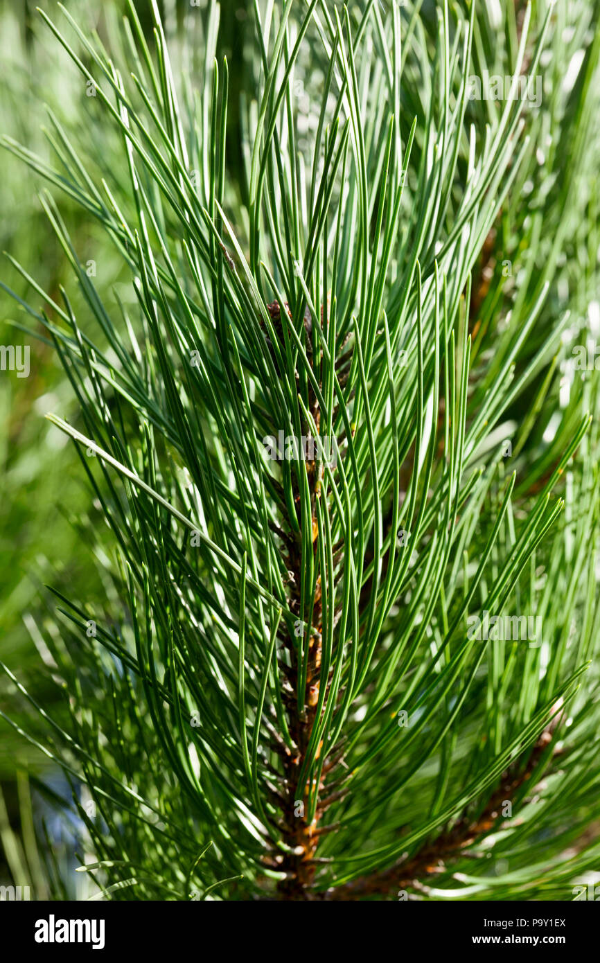 Thin needles hi-res stock photography and images - Alamy