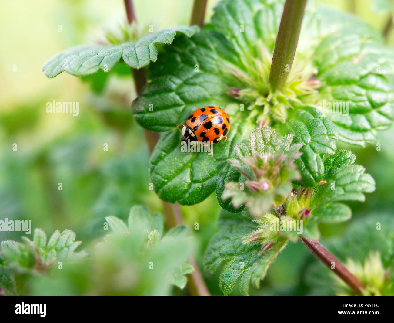 A ladybug stands on a plant in Baton Rouge, Louisiana, USA Stock Photo ...