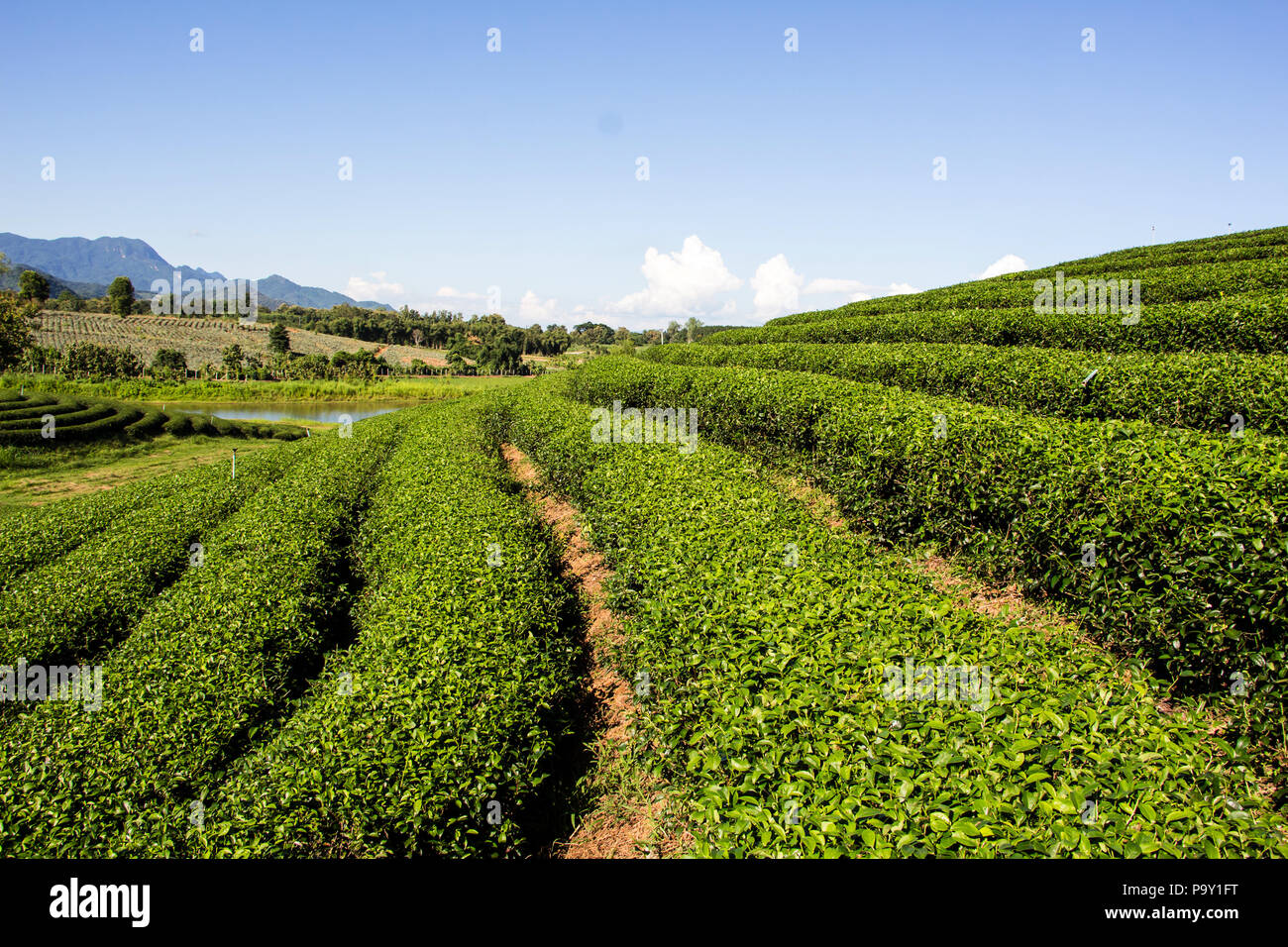 tea plantation in Thailand Stock Photo - Alamy