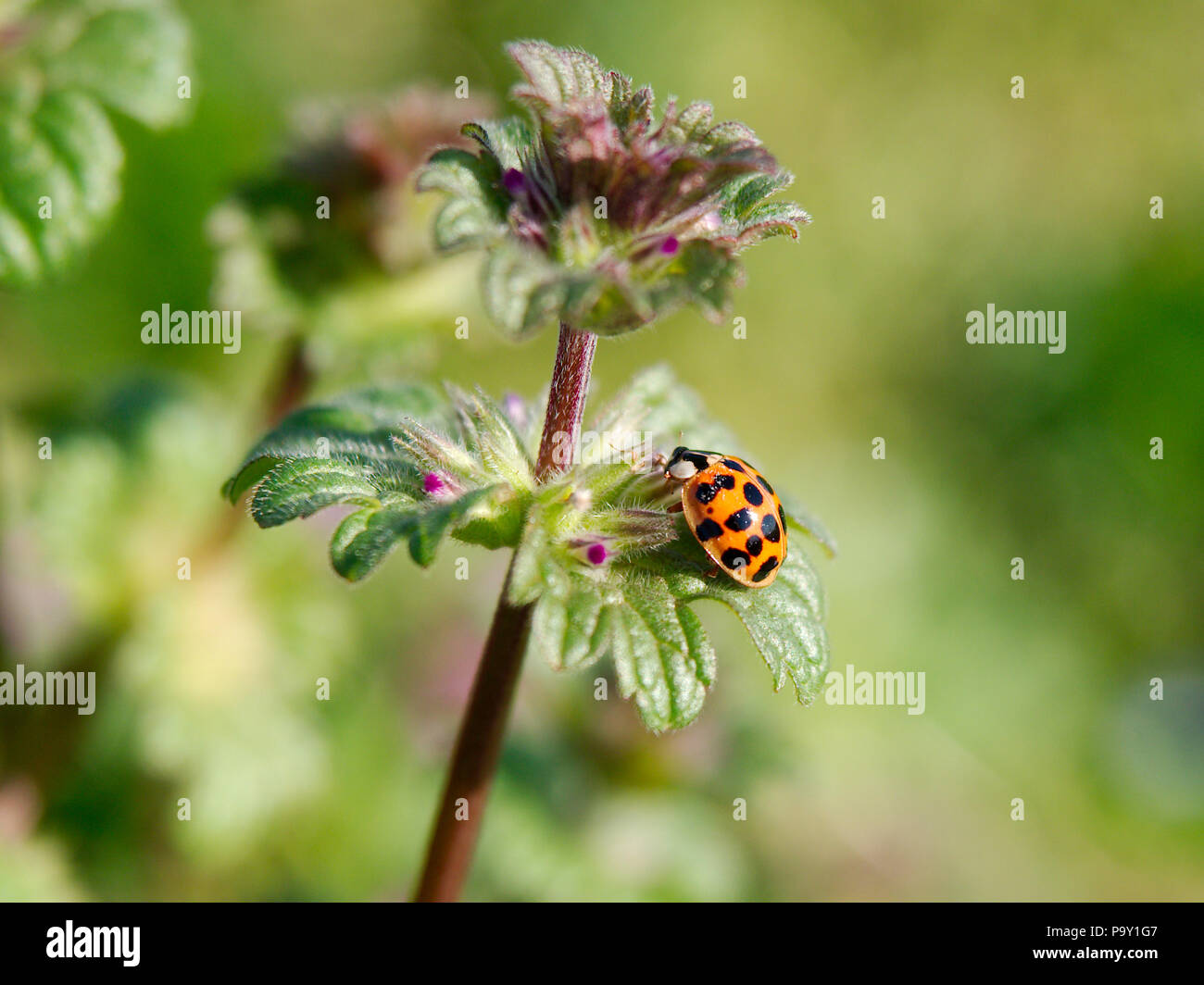 Louisiana insect hi-res stock photography and images - Alamy