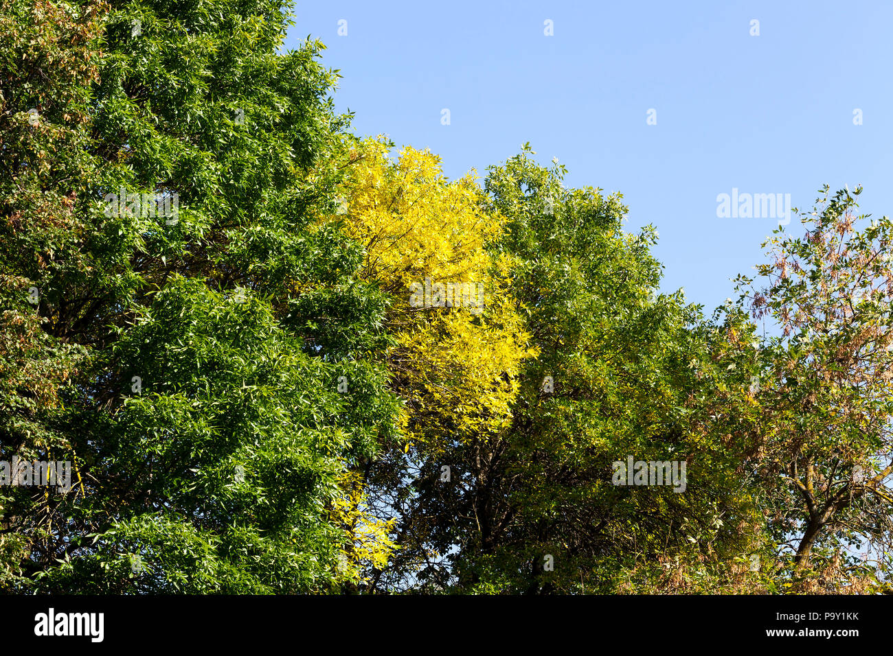 different types of trees in the autumn when the leaves on some trees ...